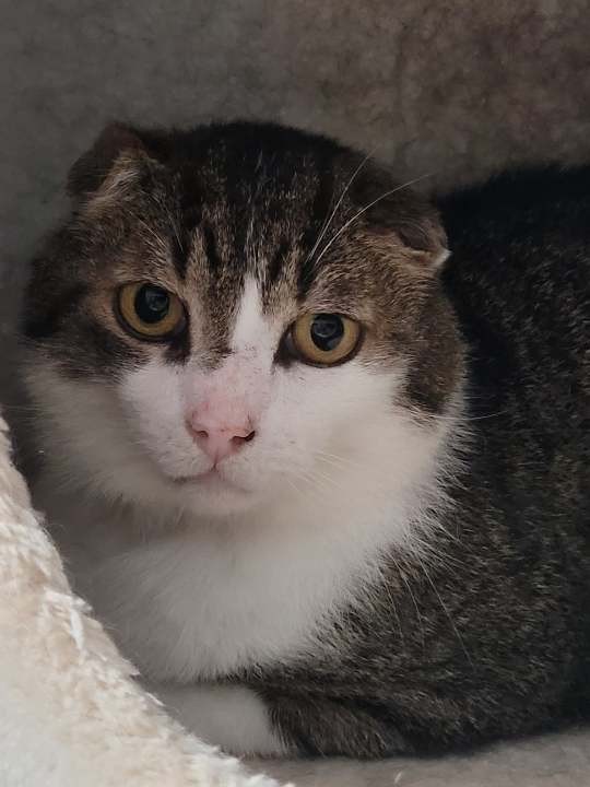 Froemel adopteren uit dierenasiel Villa Vagebond Vzw? - adopteereendier.be