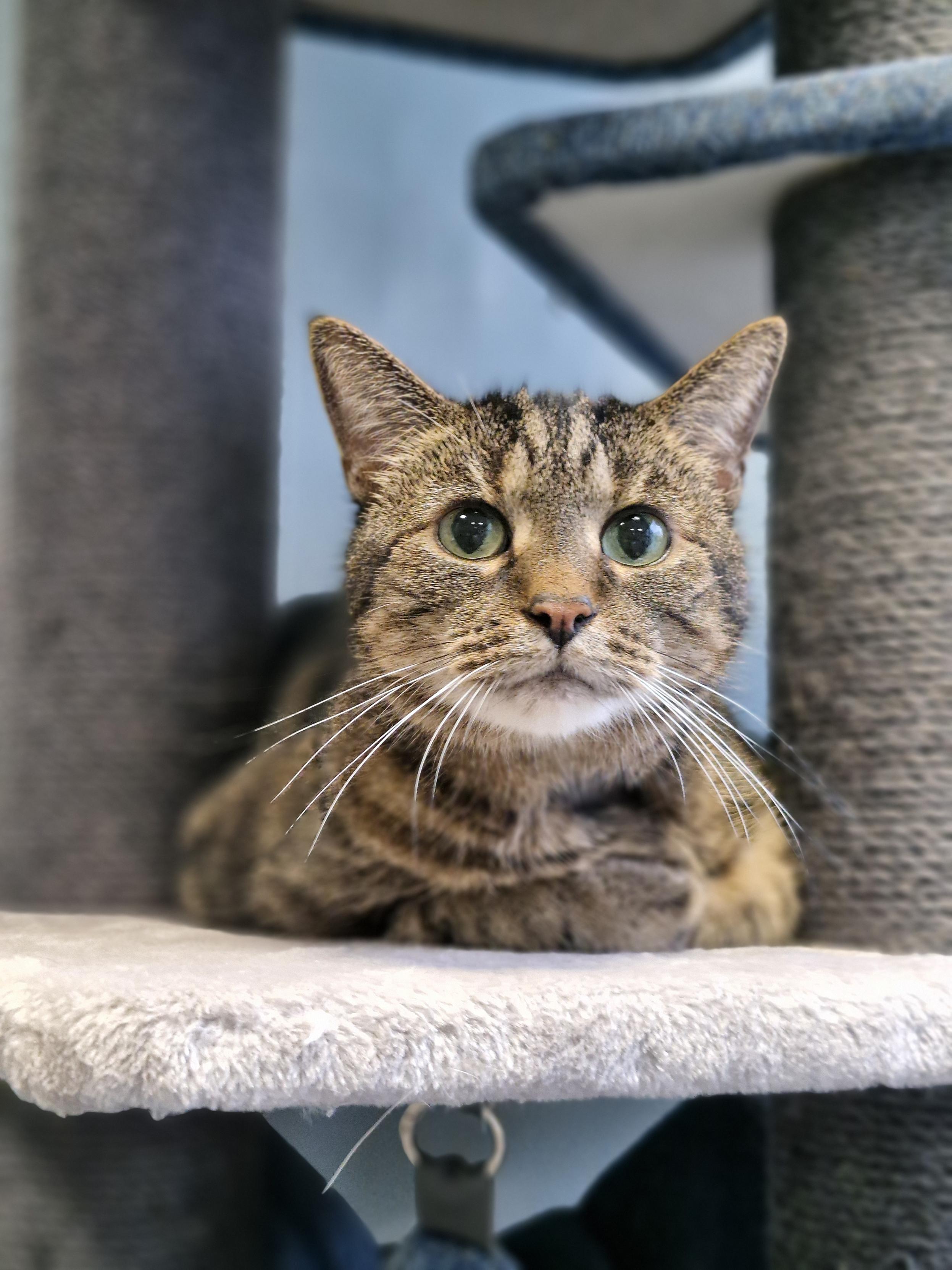 Lowie adopteren uit dierenasiel Het Blauwe Kruis Brugge? - adopteereendier.be